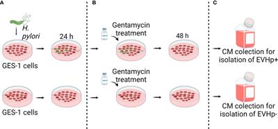 Frontiers | Extracellular vesicles from gastric epithelial GES-1 cells infected with ...